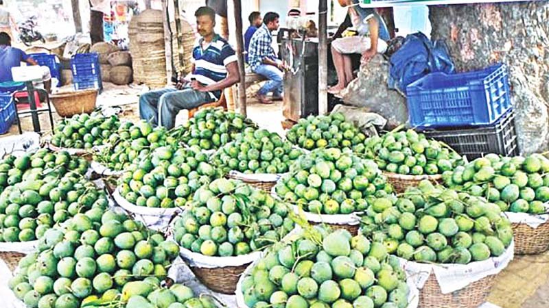 Mango trading gains momentum in Rajshahi, C’nawabganj - Bangladesh Post