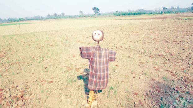 Kaktarua disappearing for rural areas - Bangladesh Post
