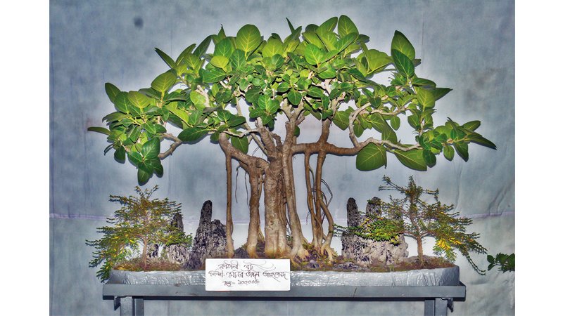 Bonsai exhibition in city - Bangladesh Post