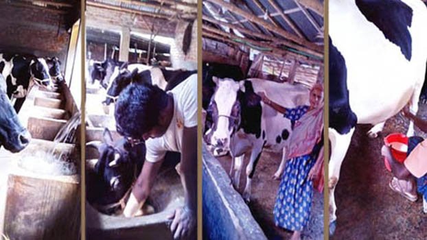 Flourishing dairy farms turn - Bangladesh Post