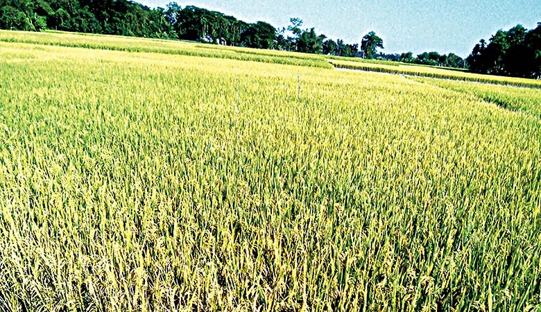 Aman hits production target - Bangladesh Post