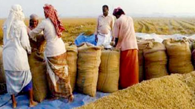 Official procurement of Boro rice begins - Bangladesh Post