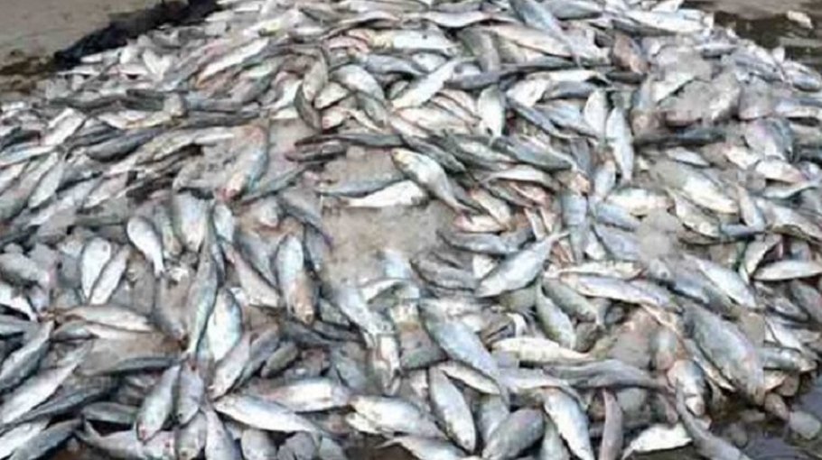 Jatka conservation can help procure addl 6 lakh tonnes of hilsa ...