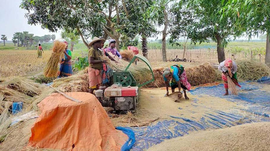 32.5 lakh tonnes of Boro rice produced in Rajshahi division ...