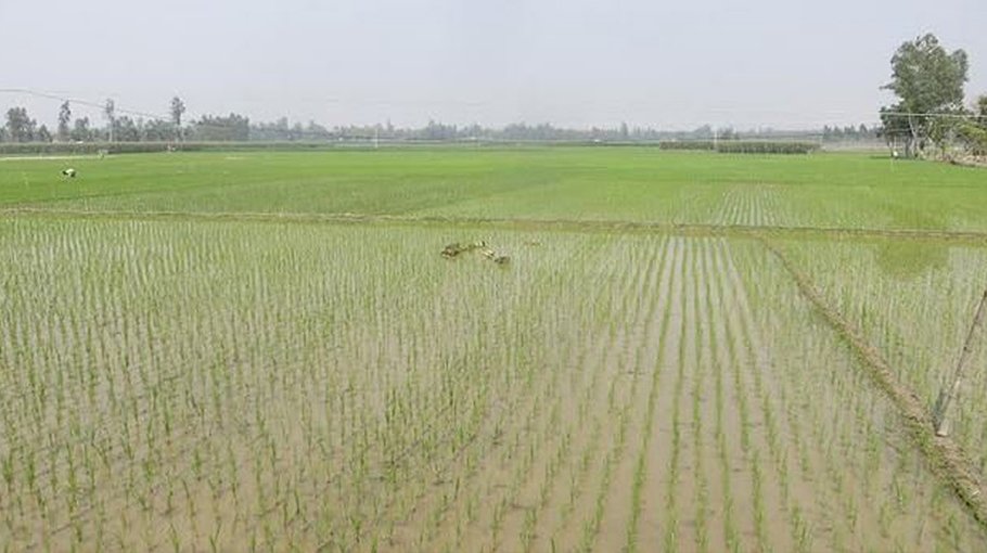 Aman transplantation nears completion in Panchagarh - Bangladesh Post