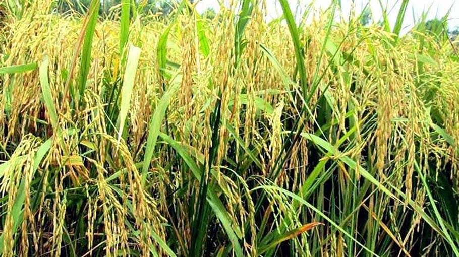 Jamalpur farmers produce 8,577 tonnes of Aush rice - Bangladesh Post