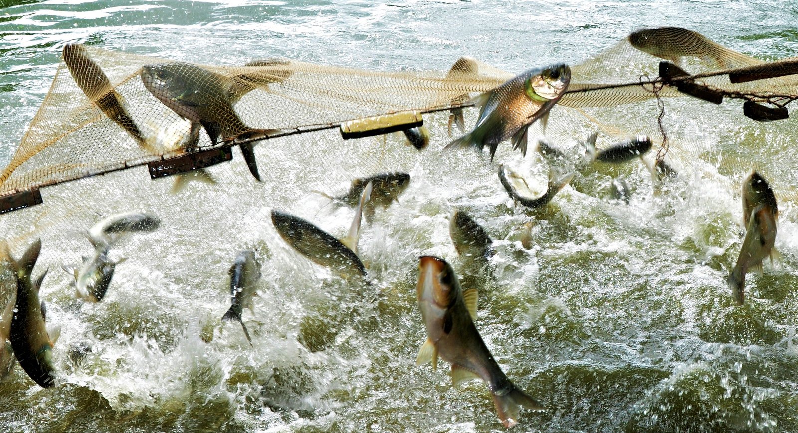 WorldFish Bangladesh To Support International Conference On Sustainable WorldFish Bangladesh To Support International Conference On Sustainable