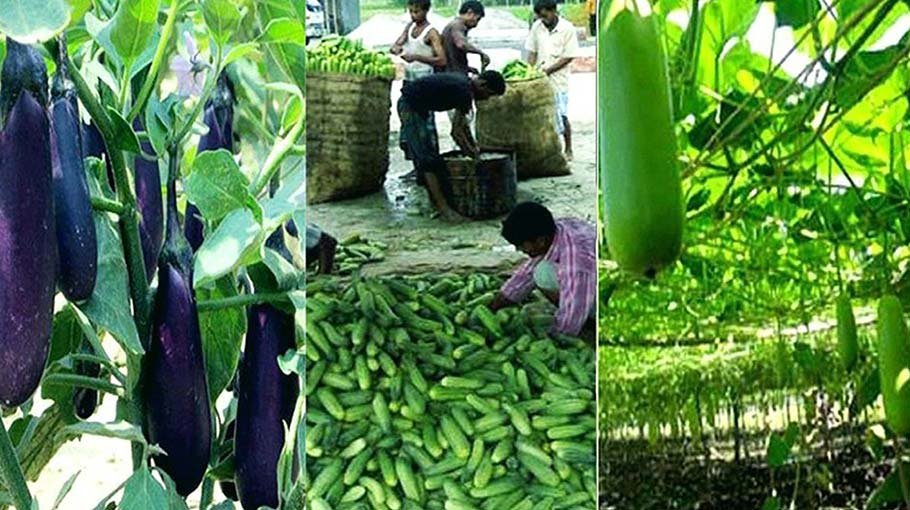 Vegetable farming becomes lucrative for Rangpur farmers - Bangladesh Post