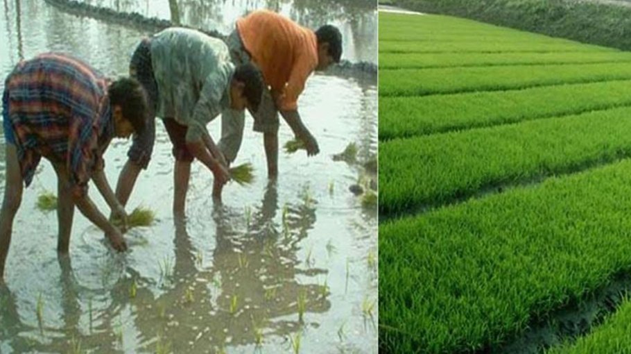 Farmers begin transplantation of Boro paddy seedlings in Rangpur ...