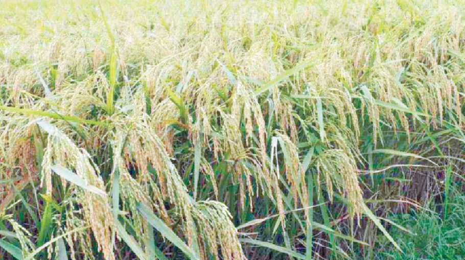 Boro production to set new record - Bangladesh Post