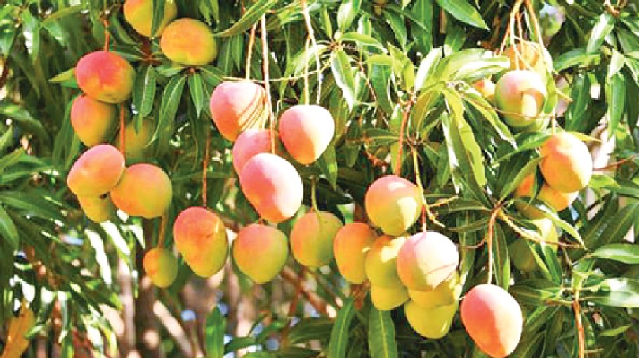 Rajshahi mango goes to Italy - Bangladesh Post