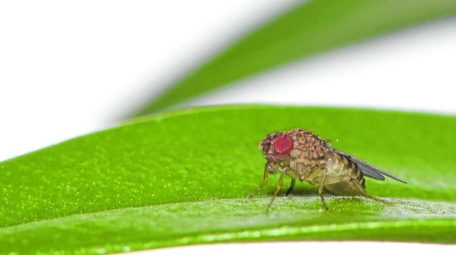 Scientists engineer fruit flies capable of ‘virgin birth’ - Bangladesh Post