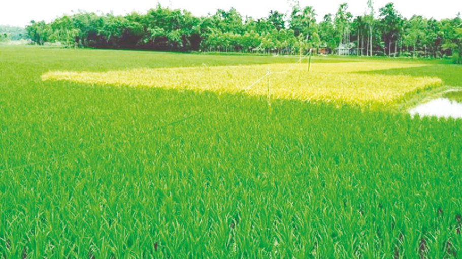 Bumper production of new rice BRRI-98 in Cumilla - Bangladesh Post