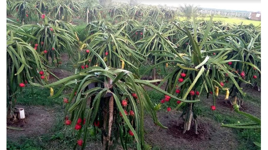 Dragon farming gains popularity in Rajshahi - Bangladesh Post