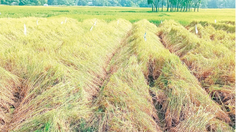 Rat invasion in Aman fields worries Mymensingh farmers - Bangladesh Post