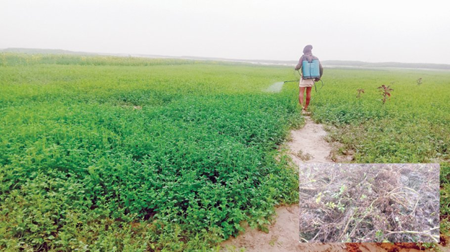 Farmers worried about insect attack on potato fields - Bangladesh Post