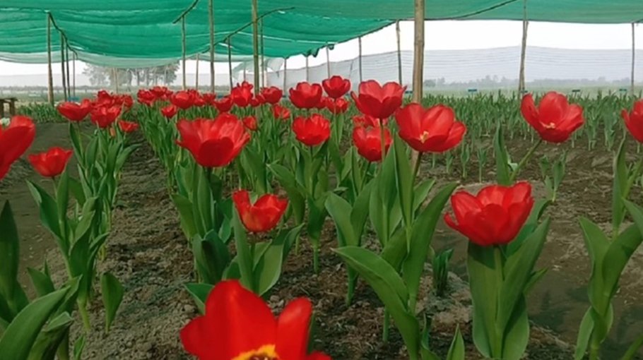 Exquisite Tulips bloom in frontier village of Tetulia - Bangladesh Post