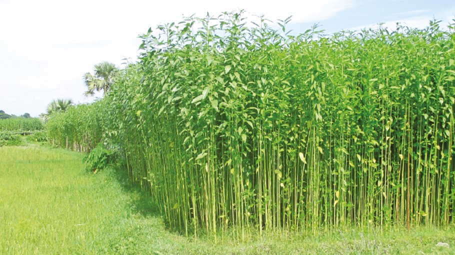 Bumper yield of jute expected in Narail - Bangladesh Post